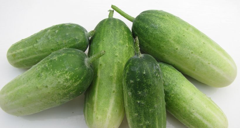 Augurk kweken oogsten inmaken - Groei & Bloei