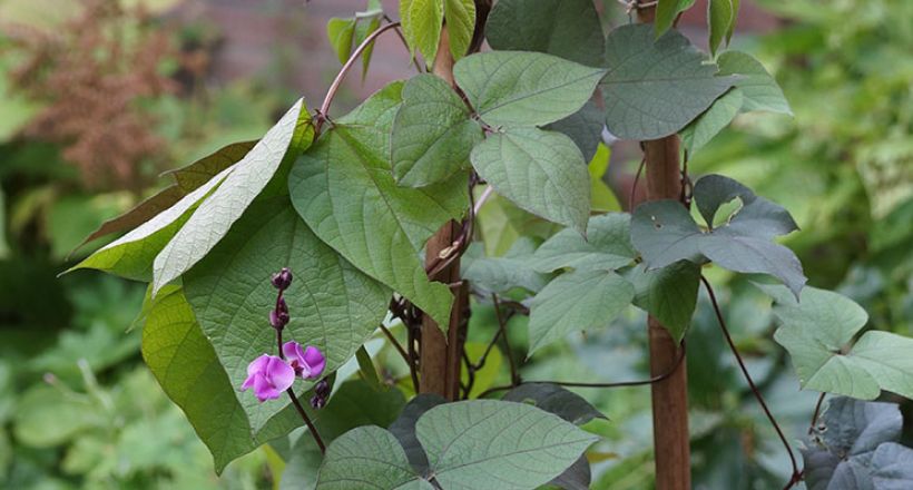 De beste tips voor het succesvol kweken van dolichos lablab - Groei & Bloei
