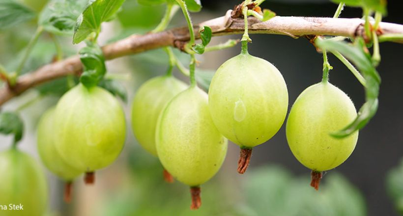 Kruisbes kweken in een pot - Groei & Bloei