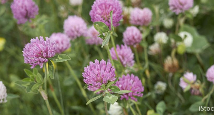 Inheemse klavertjes zaaien voor insecten - Groei & Bloei