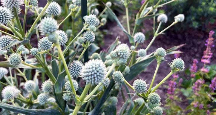 Distels in de tuin: inheemse planten voor insecten en vogels - Groei ...