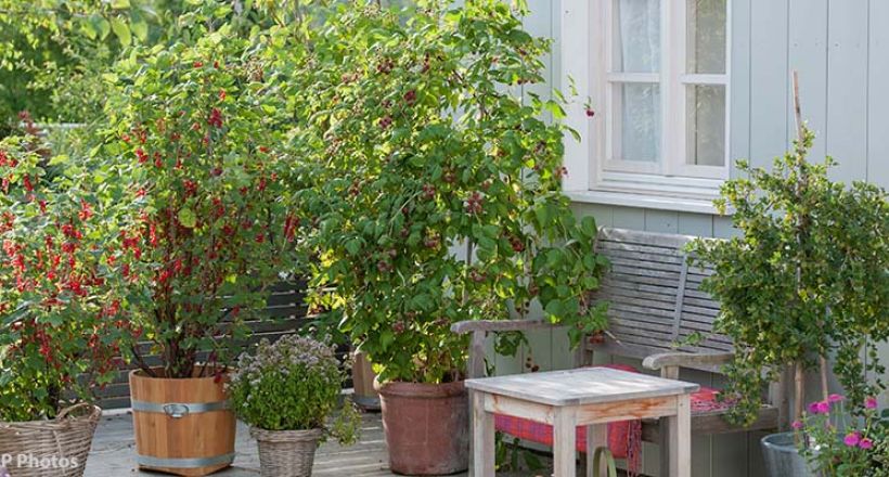 Fruit kweken in pot: een eigen oogst zonder grote tuin