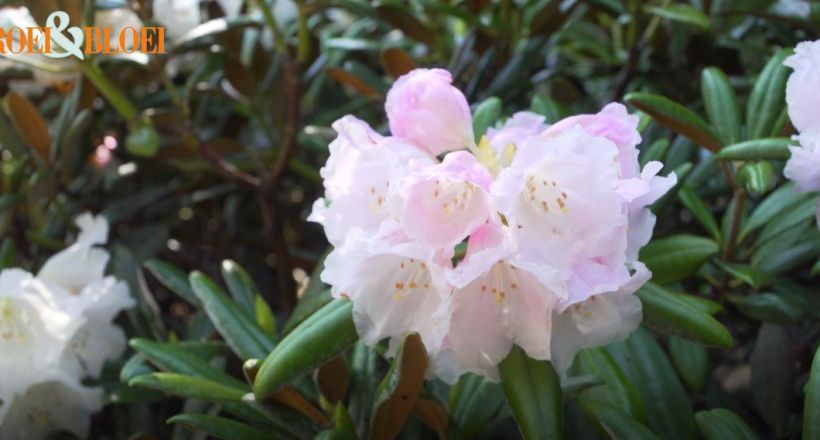 Rododendron en azalea snoeien en verzorgen - Groei & Bloei