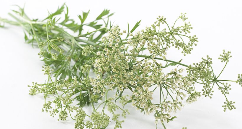 Anijs kweken zaaien - Groei & Bloei