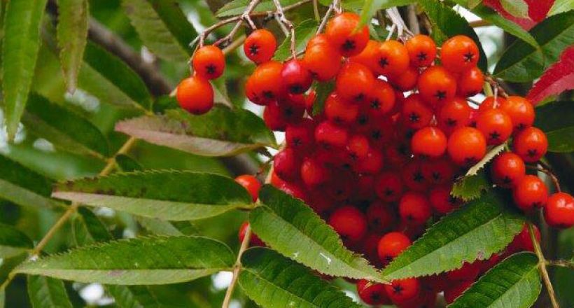 Bomen en struiken voor vogels, bessen, insecten - Groei & Bloei