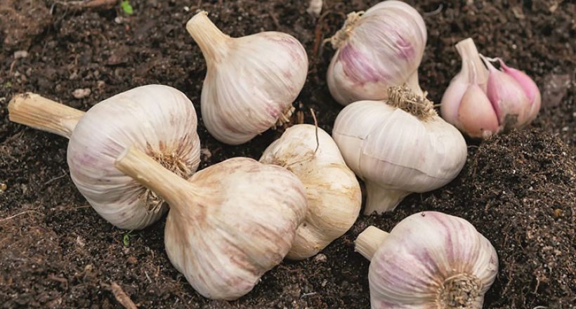 Zelf knoflook planten & kweken - Groei & Bloei