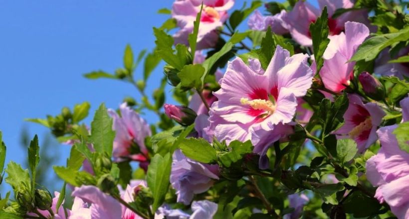 Hibiscus snoeien: wanneer en hoe (tuinhibiscus, ook op stam)