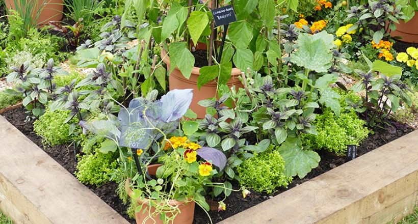 Mini-moestuin beginnen wisselteelt moestuin indelen - Groei & Bloei