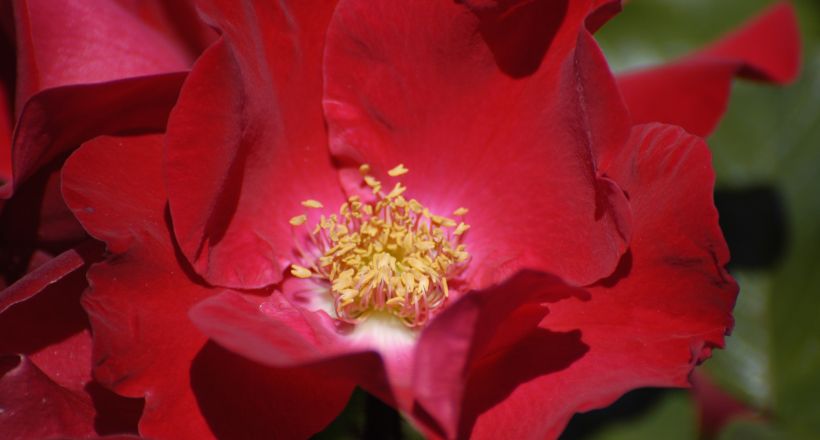 Kies de beste roos - Groei & Bloei