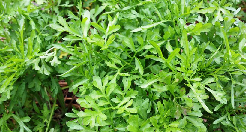 Tuinkers zaaien: complete handleiding van zaad tot oogst - Groei & Bloei