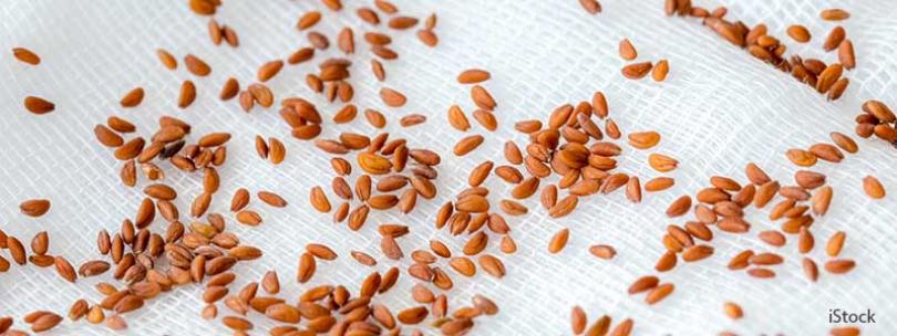 Tuinkers zaaien: complete handleiding van zaad tot oogst - Groei & Bloei