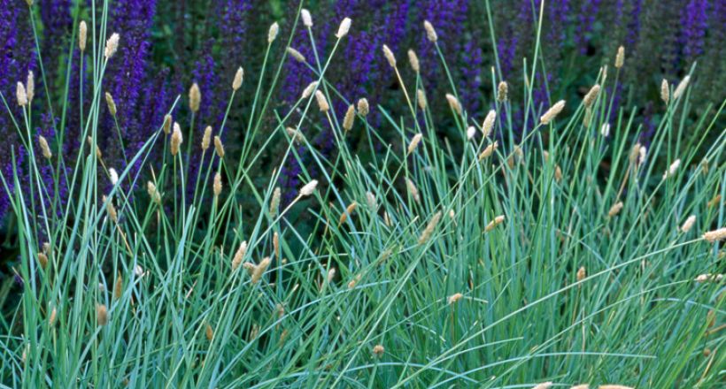 Blauwgras (Sesleria nitida) - Groei & Bloei