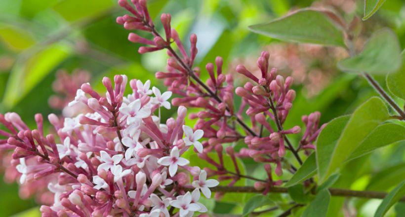 Dwergsering (Syringa microphylla ‘Superba’) - Groei & Bloei