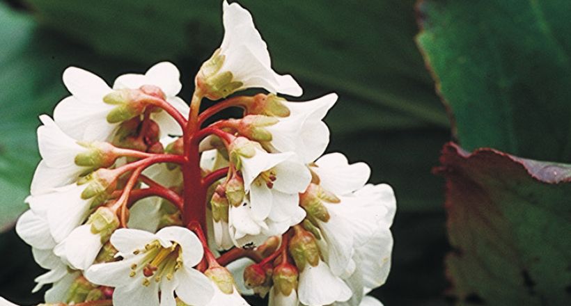 schoenlappersplant (Bergenia ‘Bressingham White’) - Groei & Bloei