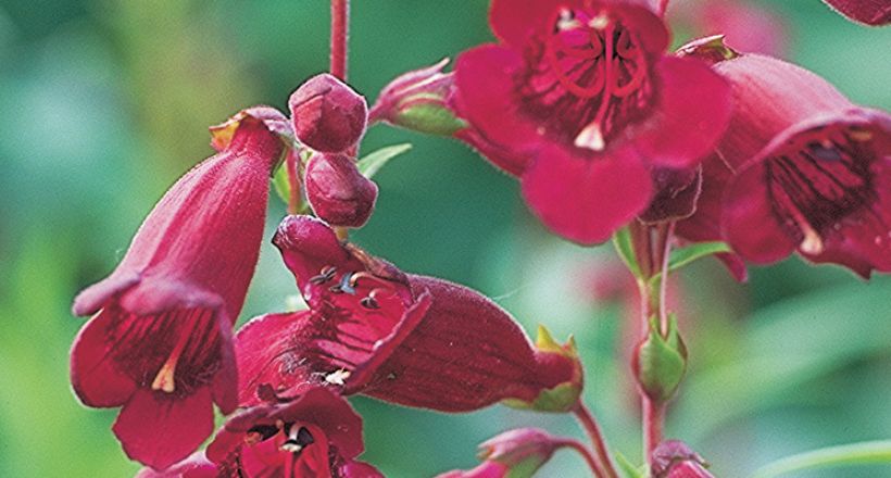Penstemon ‘Rich Ruby’ slangenkop - Groei & Bloei