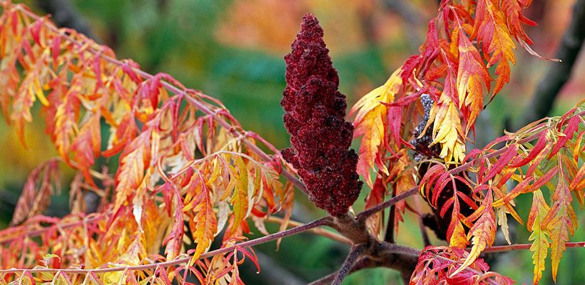 Rhus typhina ‘Dissecta’ fluweelboom - Groei & Bloei