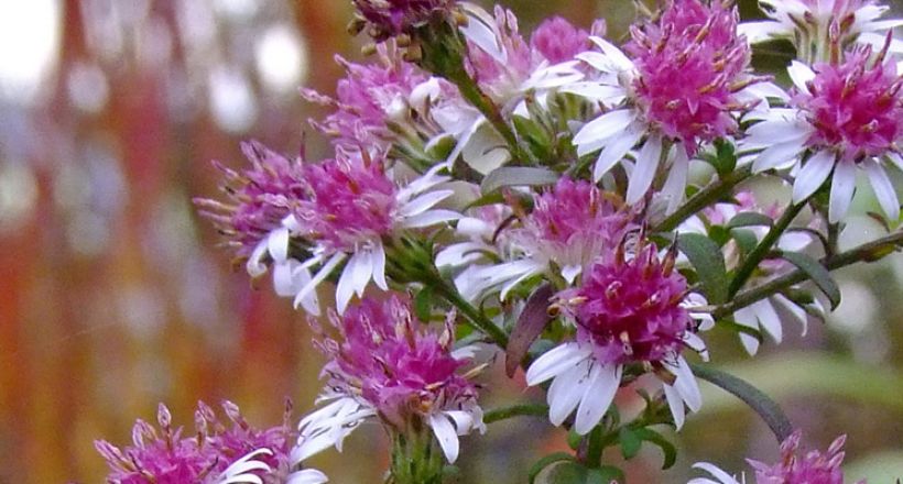 Herfstaster (Aster lateriflorus ‘Prince’) - Groei & Bloei
