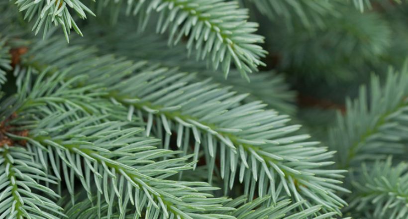 blauwspar (Picea pungens ‘Erich Frahm’) - Groei & Bloei