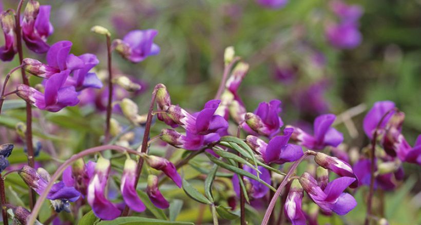 vaste Lathyrus Lathyrus vernus - Groei & Bloei