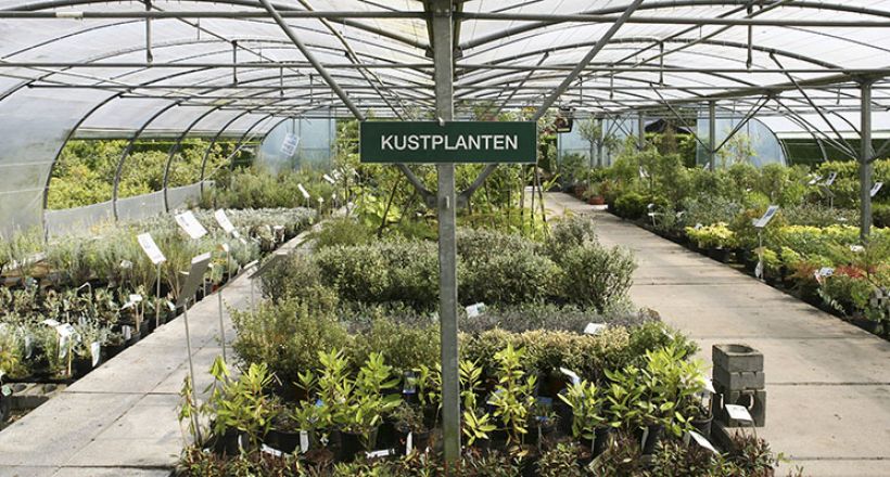 Planten voor aan de kust, zout- en windbestendig