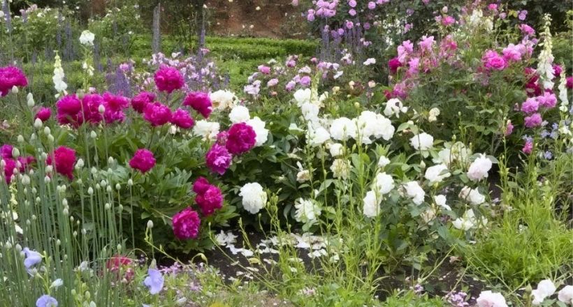 Beplantingsplan rozentuin combineren met vaste planten - Groei & Bloei