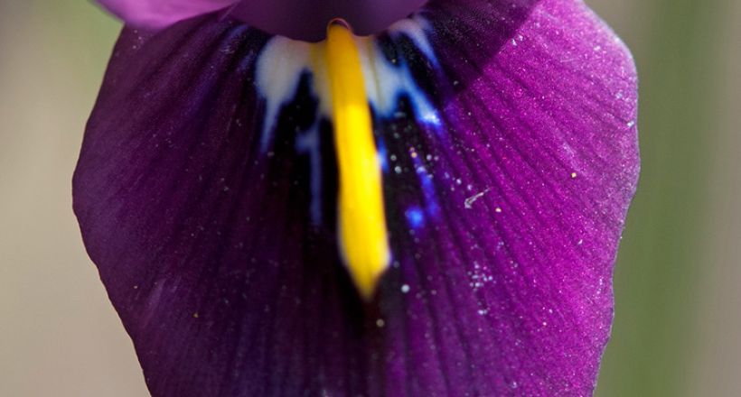 Dwergiris (Iris histrioides ‘George’) - Groei & Bloei
