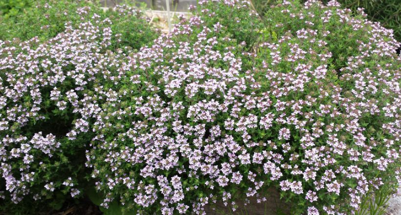 Tijm kweken zaaien oogsten