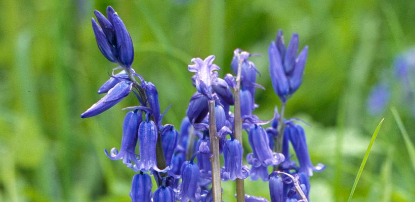 boshyacint (Hyacinthoides non-scripta)