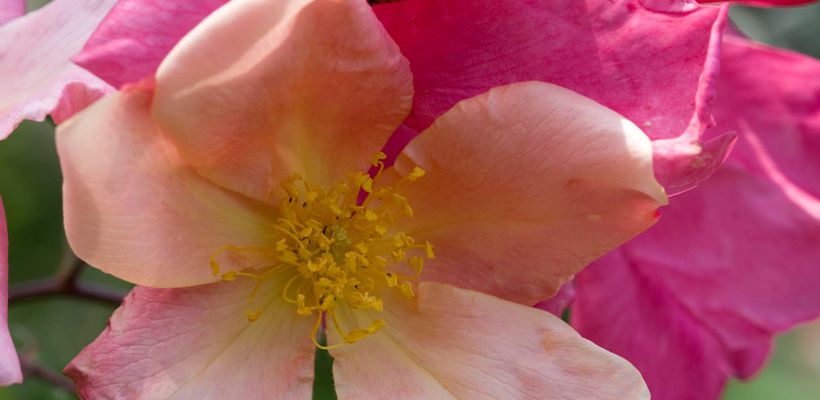 Chinese roos Rosa 'Mutabilis'