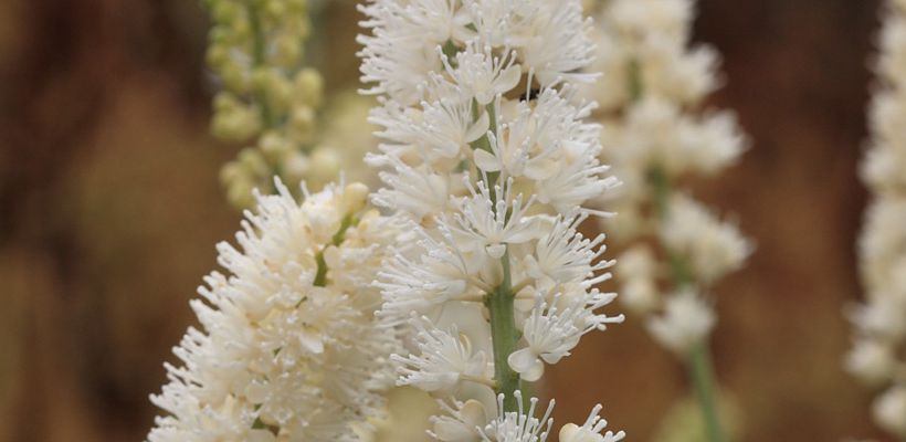 Zilverkaars Actaea simplex 'White Pearl'
