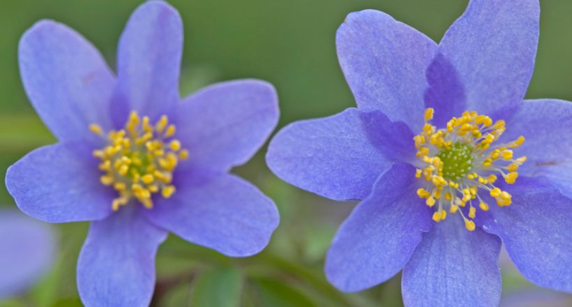 Anemone nemorosa ‘Royal Blue’ bosanemoon