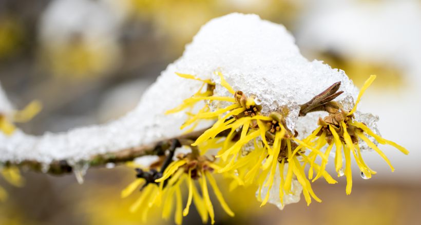 Geur en kleur in de winter